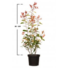 Glanzmispel Hecke - Photinia Red Robin gesucht?