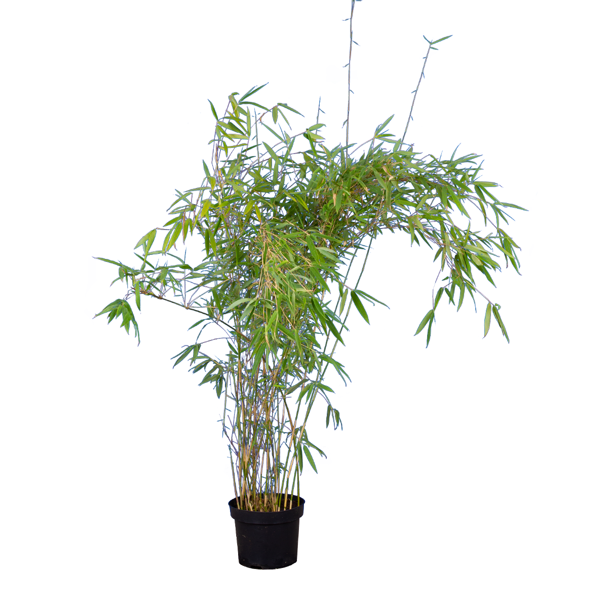 Bambus Fargesia Simba (Fargesia murieliae ‚Simba‘) | Garmundo