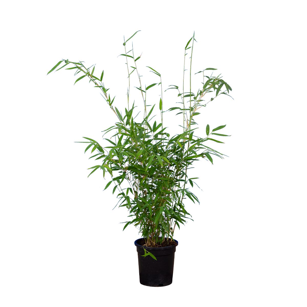 Bambus Fargesia Simba (Fargesia murieliae ‚Simba‘) | Garmundo