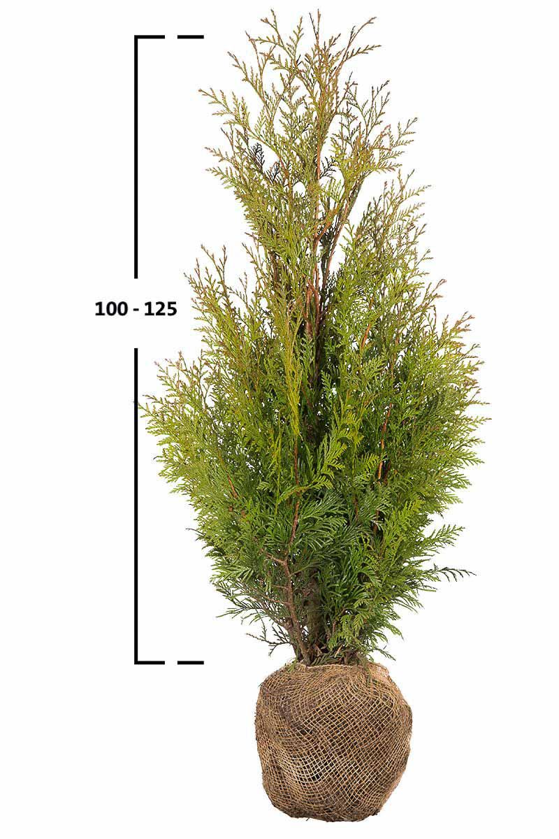 Thuja plicata Martin online kaufen