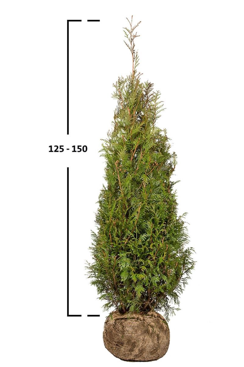 Thuja plicata Martin online kaufen