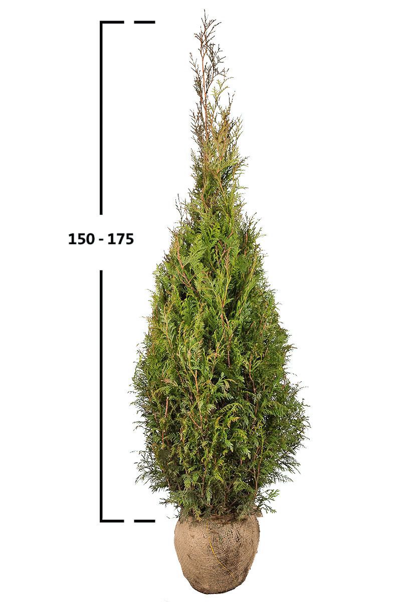 Thuja plicata Martin online kaufen