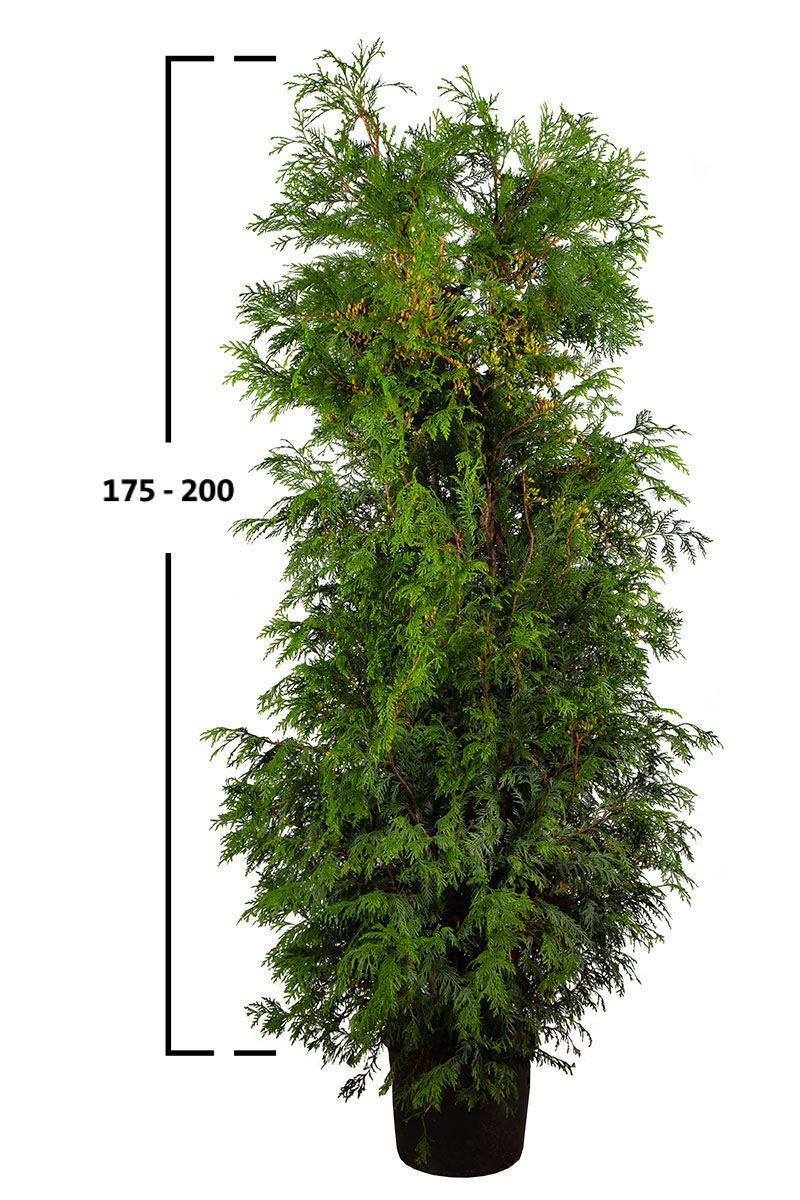 Thuja plicata Martin online kaufen