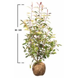 Glanzmispel Hecke - Photinia Red Robin gesucht?