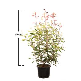 Glanzmispel Hecke - Photinia Red Robin gesucht?