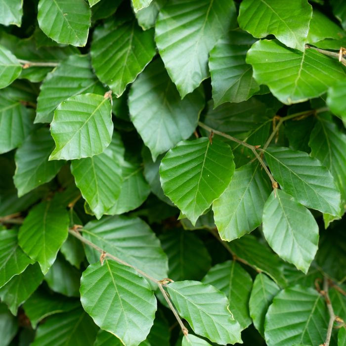 Rotbuchenhecke, Rotbuche (Fagus sylvatica) | Garmundo