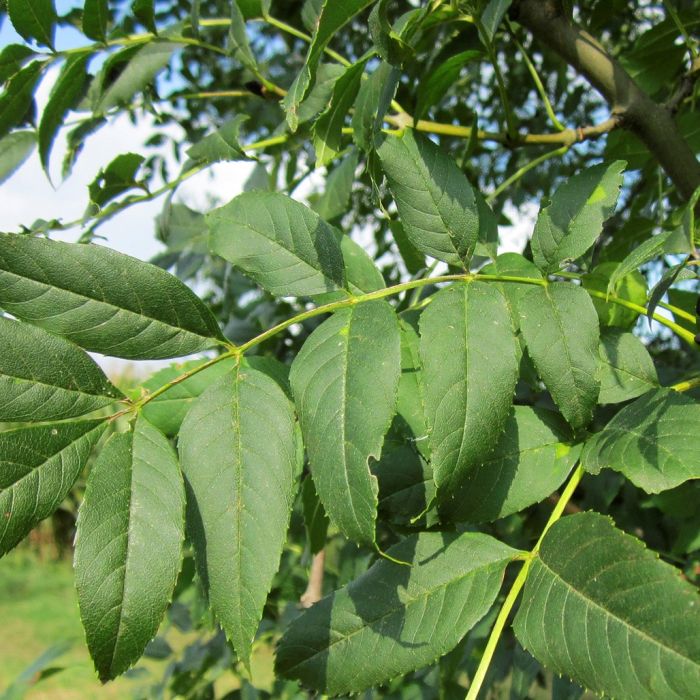 Gemeine Esche (Fraxinus excelsior) | Garmundo