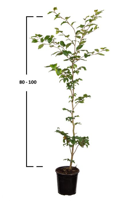 Rotbuchenhecke kaufen | Großes Angebot der Gemeinen Buche