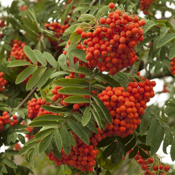 Vogelbeere kaufen (Sorbus aucuparia)| Garmundo