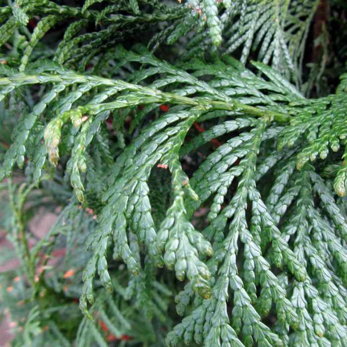 Thuja plicata Martin online kaufen